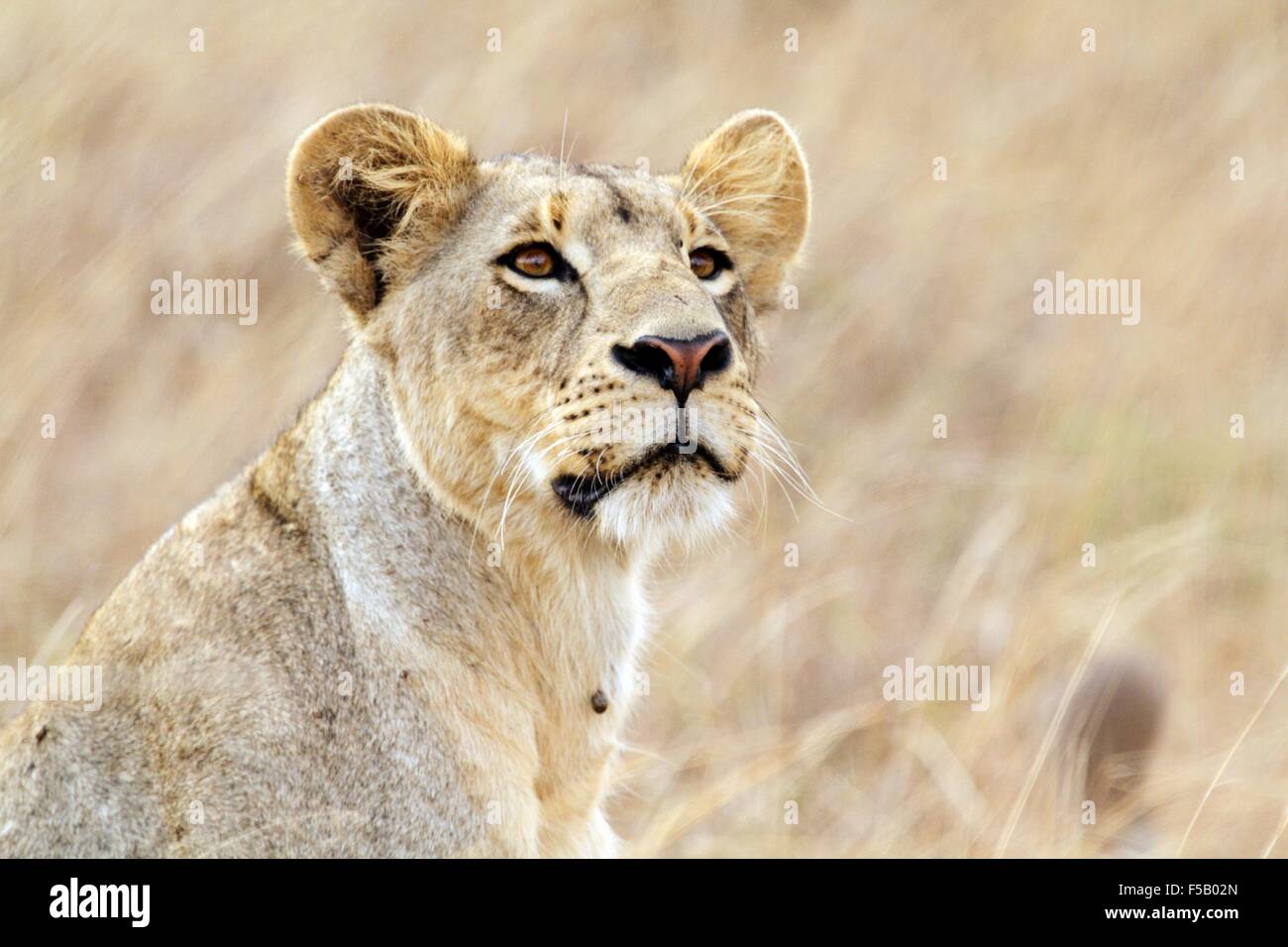 Lioness side view close up hi-res stock photography and images - Alamy