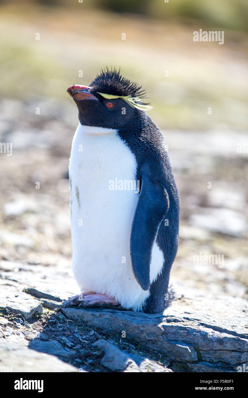 Penguin Breeding Ground High Resolution Stock Photography and Images ...