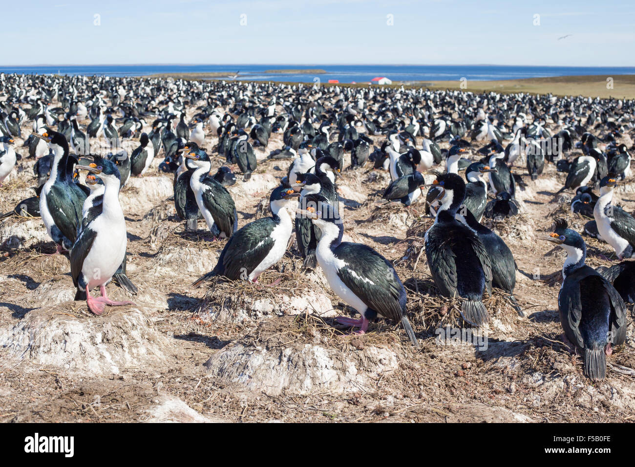Imperial Cormorant colony, at Bleaker Island, Falkland Islands Stock ...