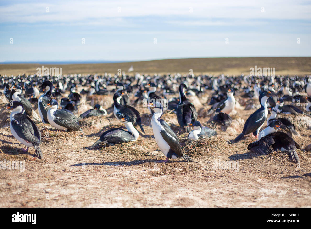 Imperial Cormorant colony, at Bleaker Island, Falkland Islands Stock ...