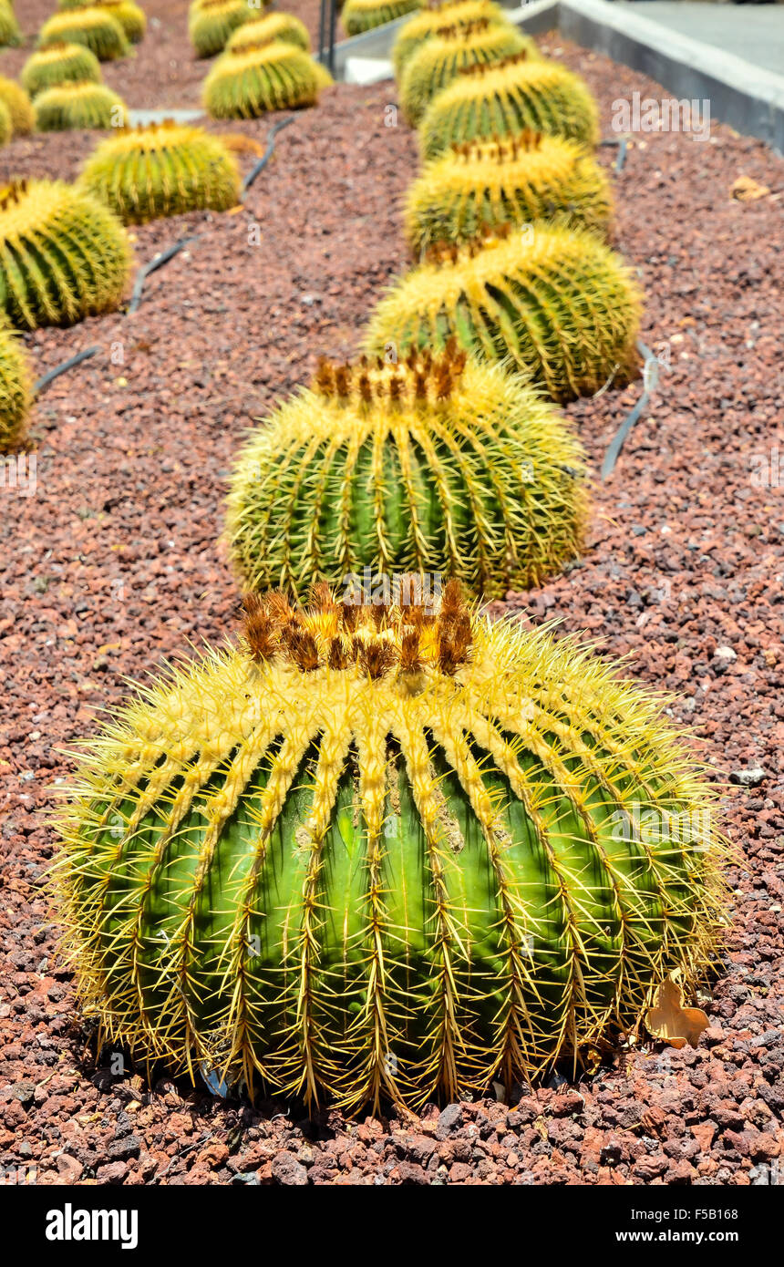 Round Succulent Plant Stock Photo - Alamy