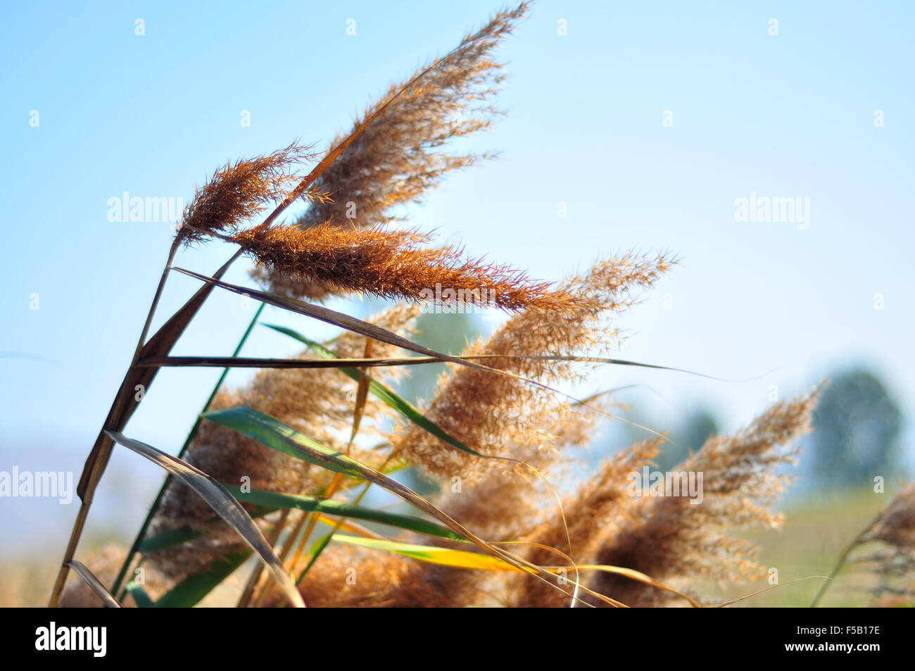 A large group of common reed close up Stock Photo - Alamy