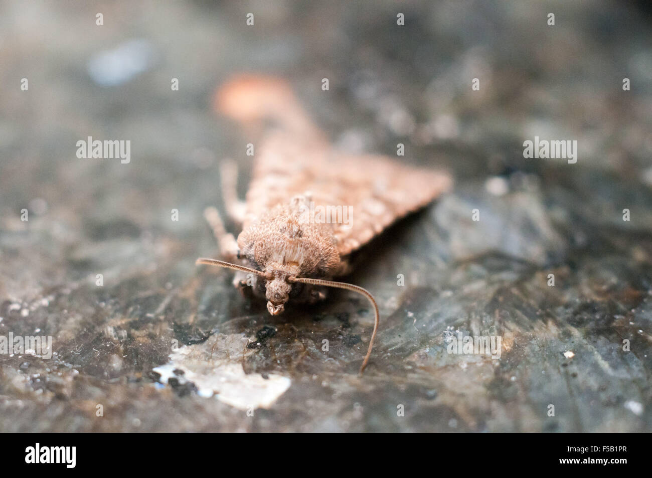 Night Insect Brown Moth Stock Photo - Alamy