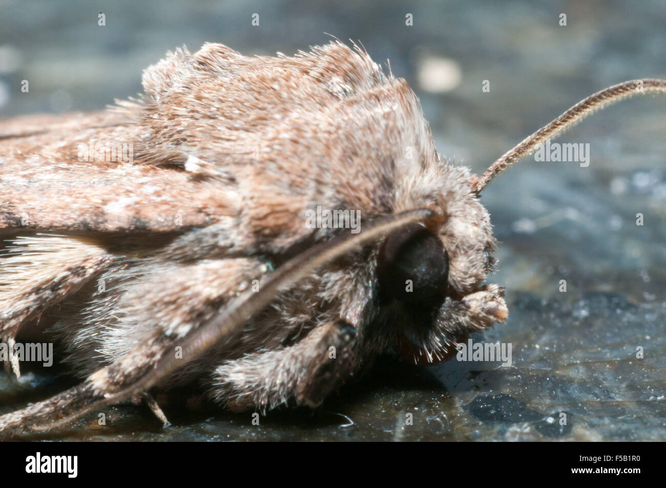 Night Insect Brown Moth Stock Photo - Alamy