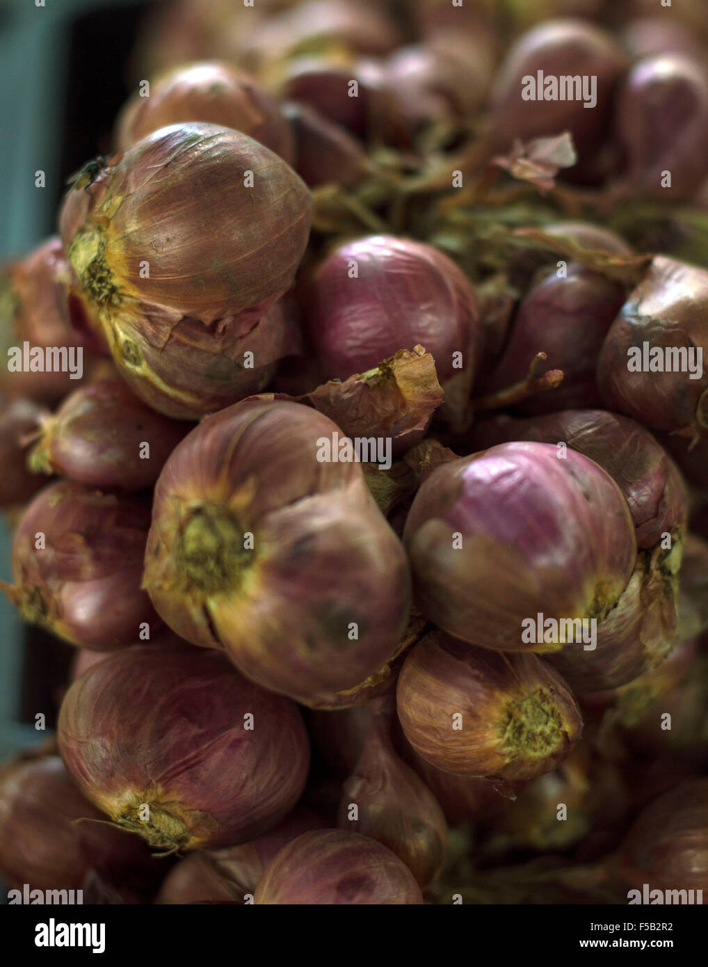 Growing red onions hi-res stock photography and images - Alamy