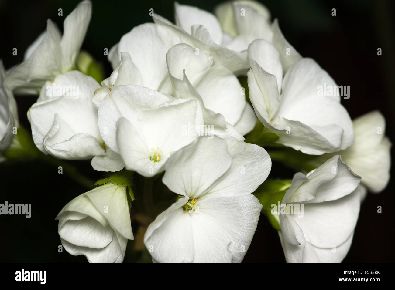 white flower with gentle lobes against a dark background Stock Photo ...