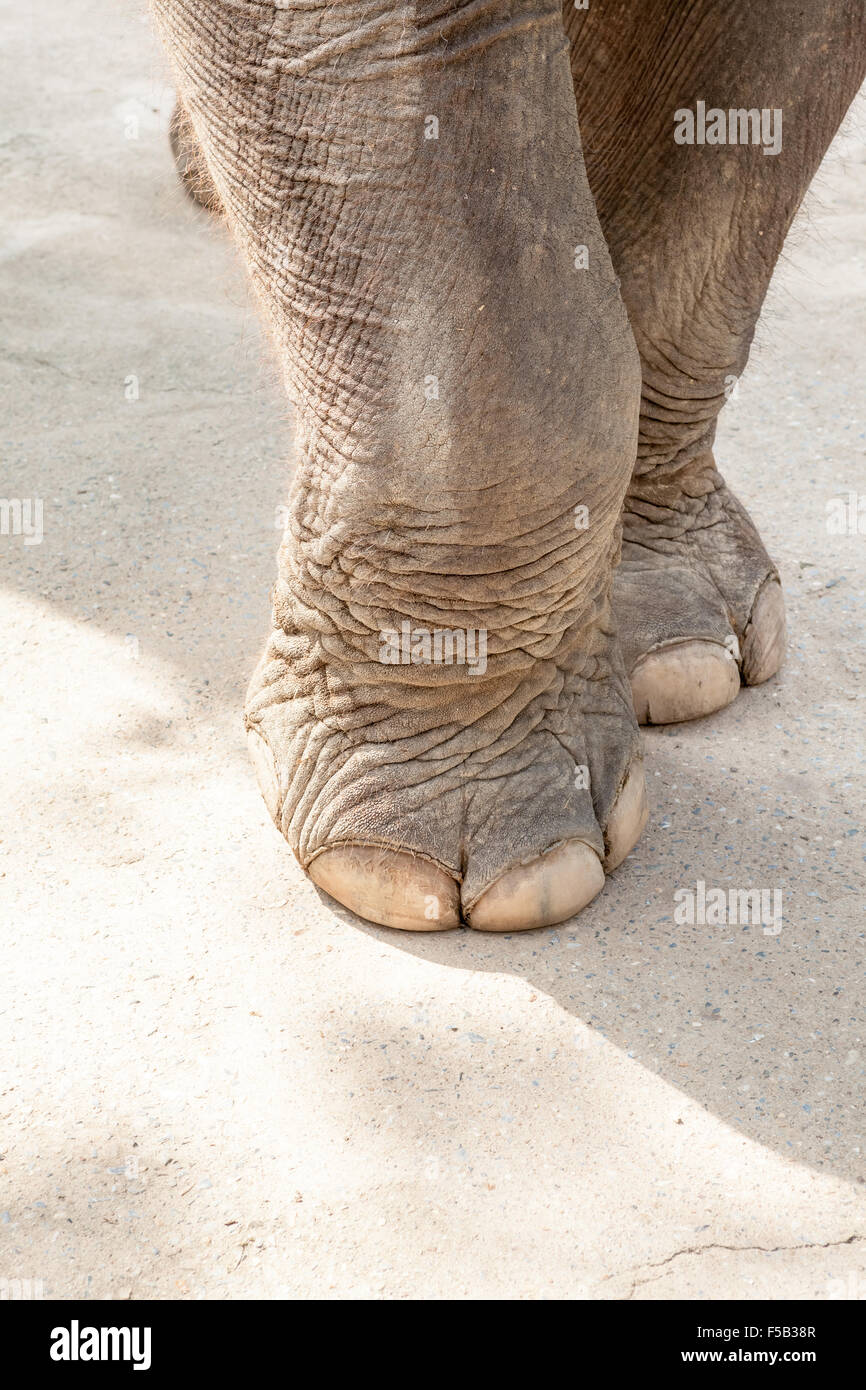 Elephant legs hi-res stock photography and images - Alamy