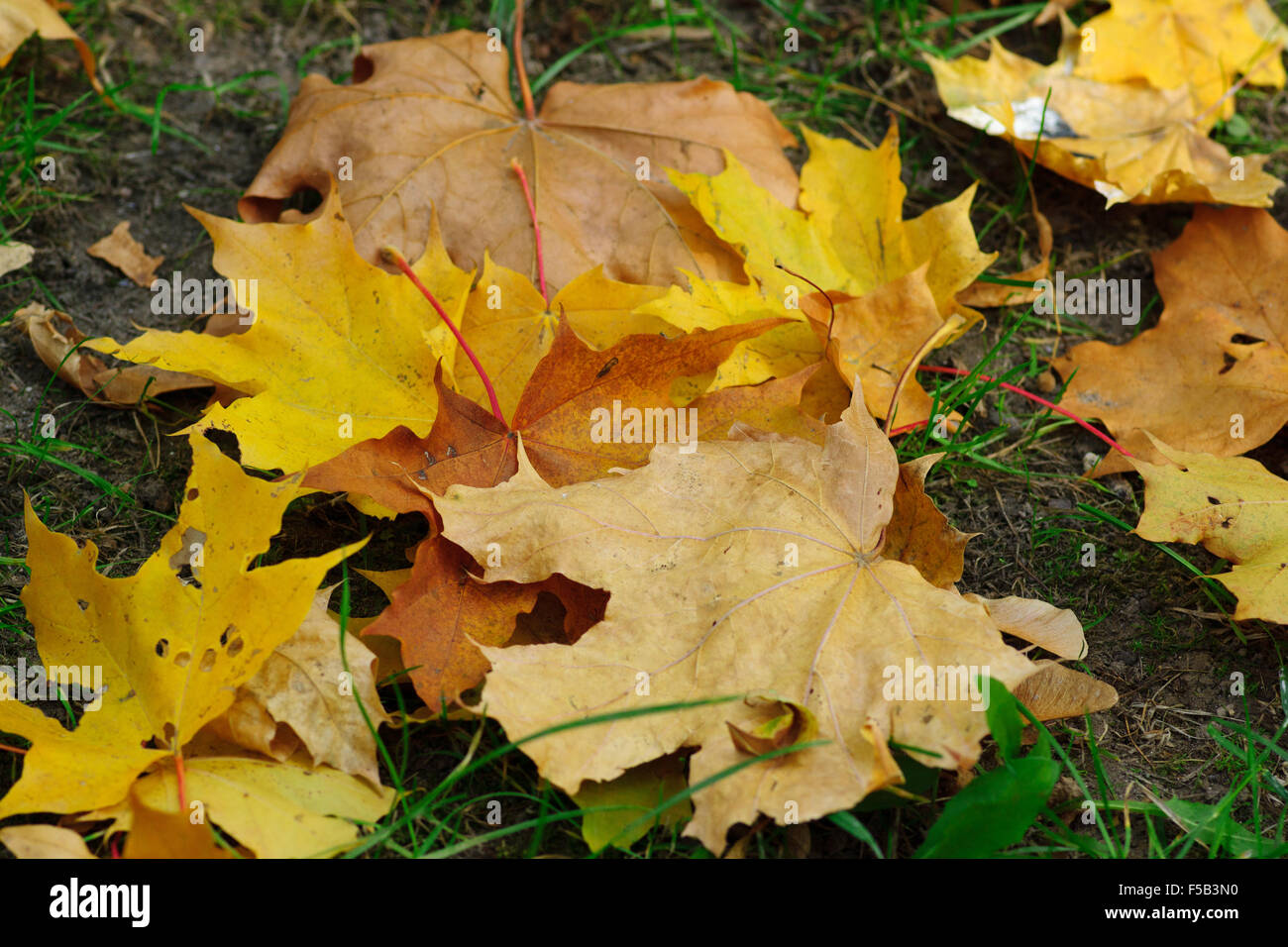 plants change color with arrival of fall to park Stock Photo - Alamy