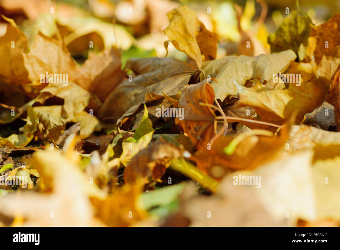 plants change color with arrival of fall to park Stock Photo - Alamy