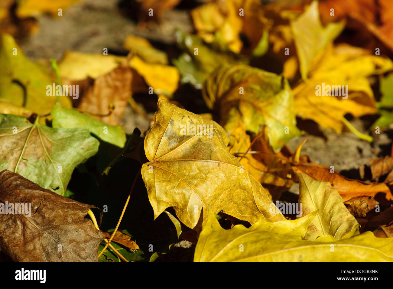 plants change color with arrival of fall to park Stock Photo - Alamy