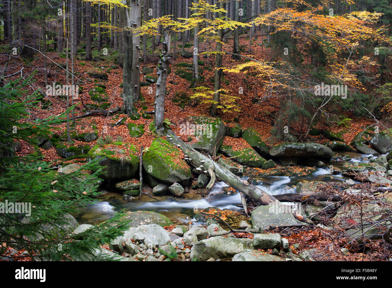 Fallen tree stream water hi-res stock photography and images - Alamy