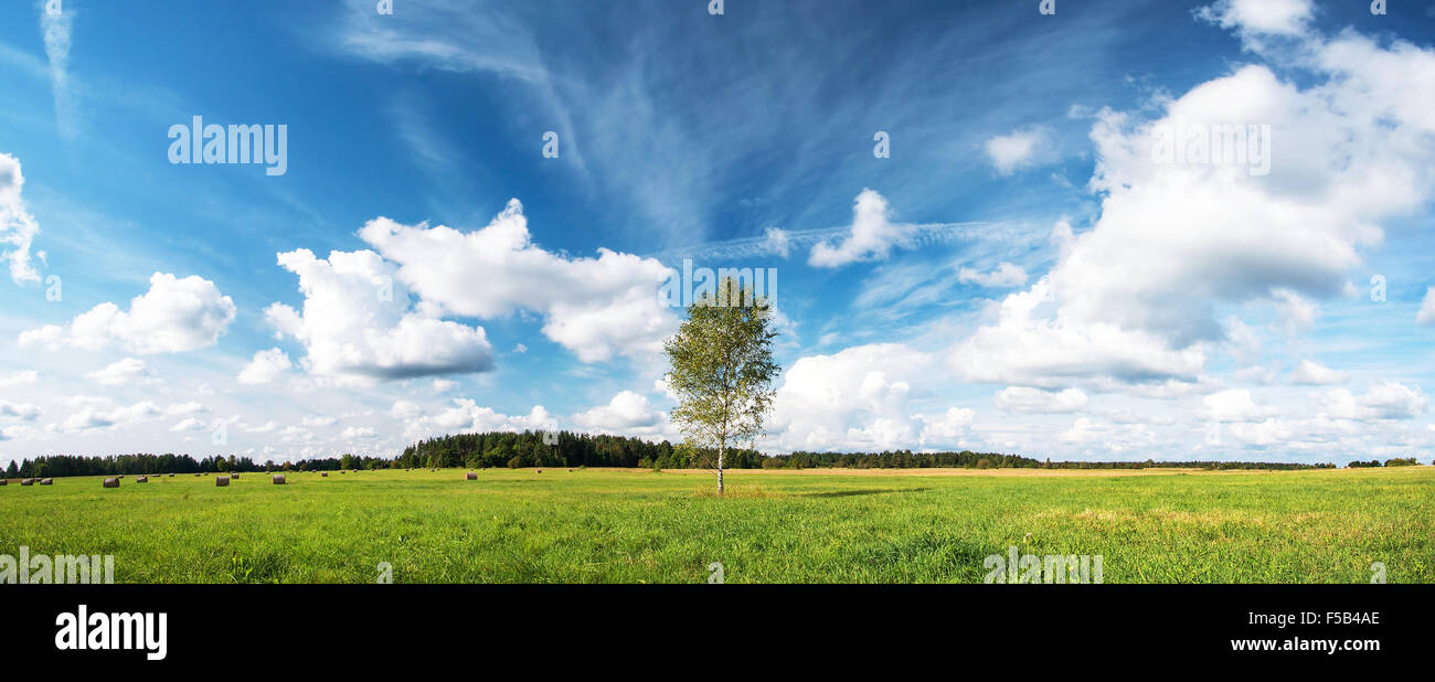 Birch tree at the field Stock Photo - Alamy