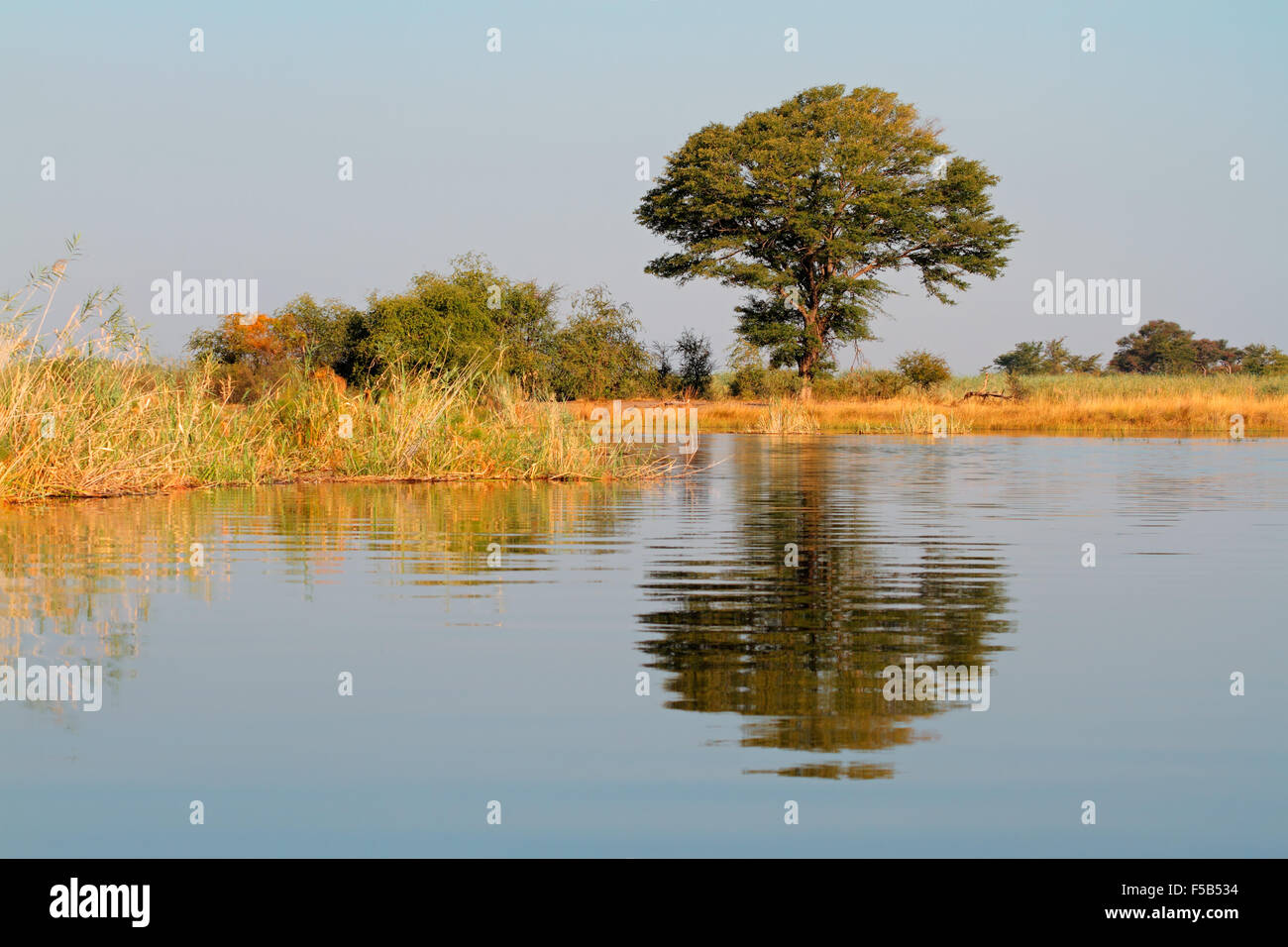 African landscape with an Acacia tree reflected in water, Kwando river ...