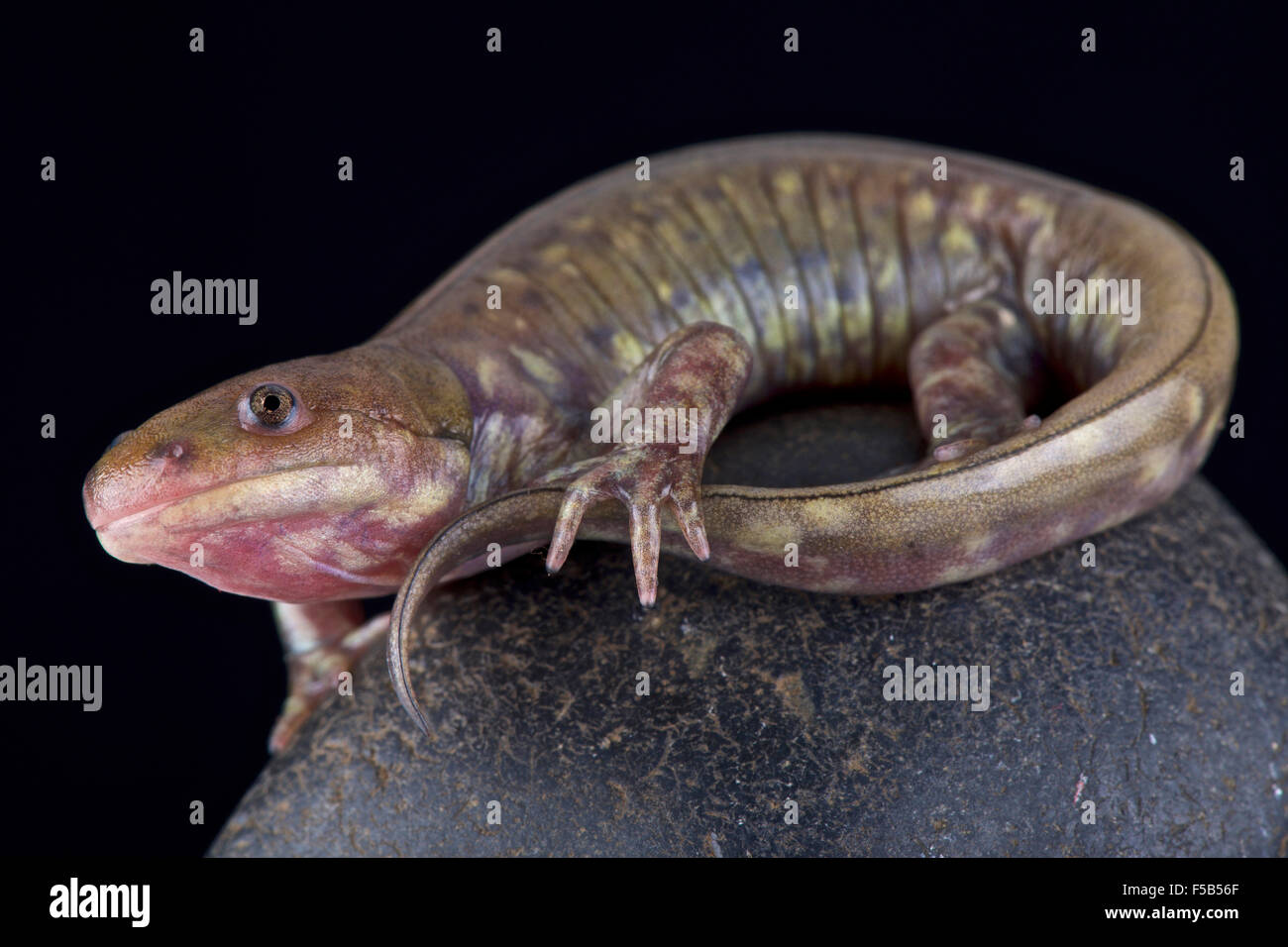 Gray barred tiger salamander hi-res stock photography and images - Alamy