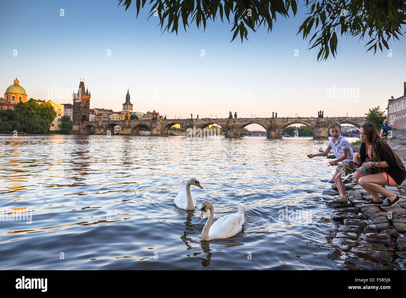 A group of swans on the river Vltava, the Charles Bridge is in the ...