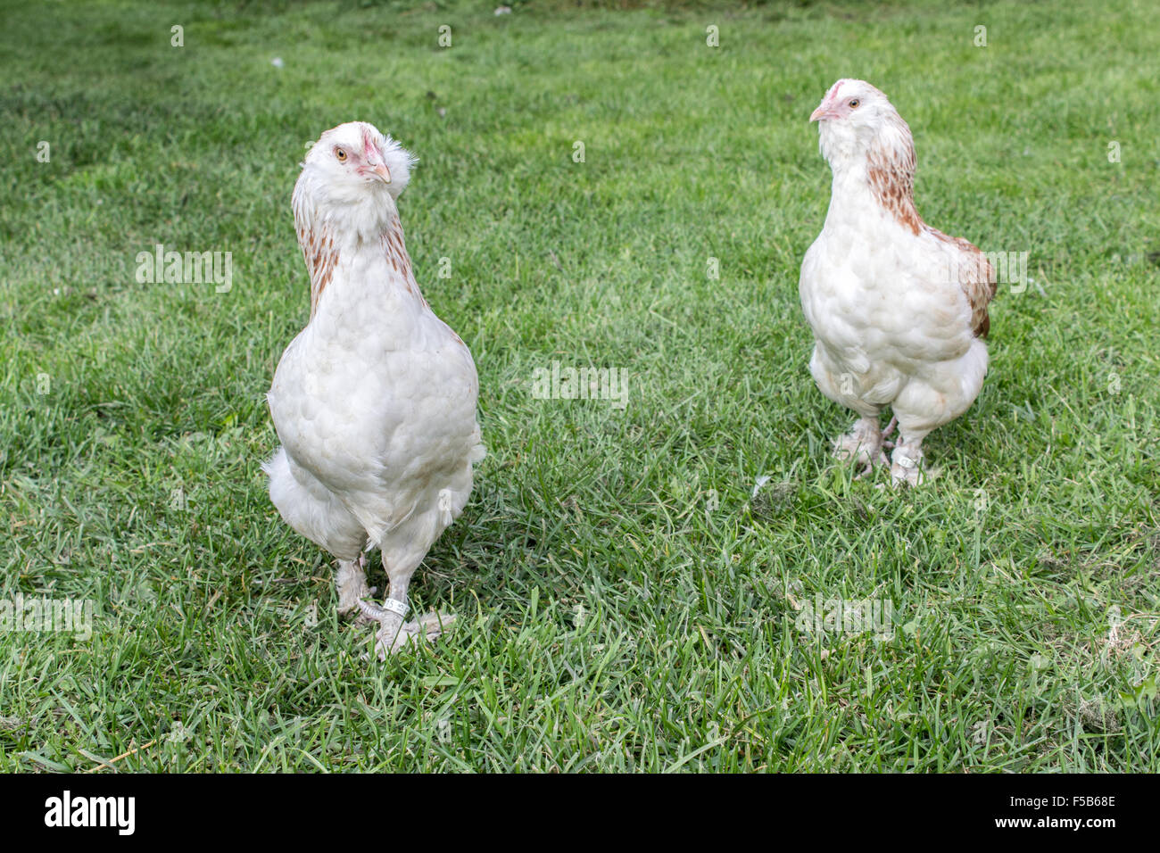 Two young dwarf salmon chicken on the meadow Stock Photo - Alamy