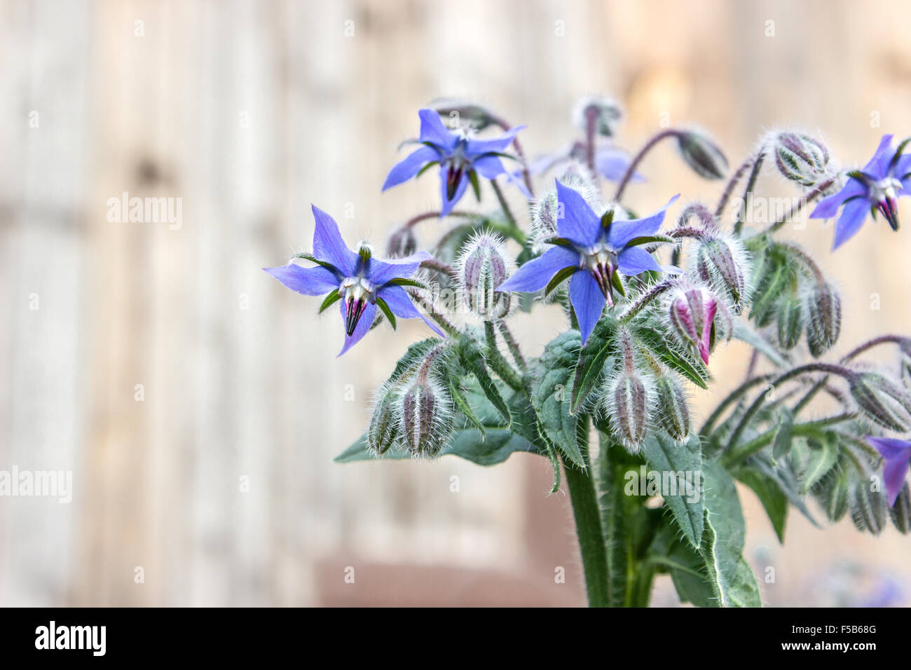 blue flowers of borage Stock Photo - Alamy