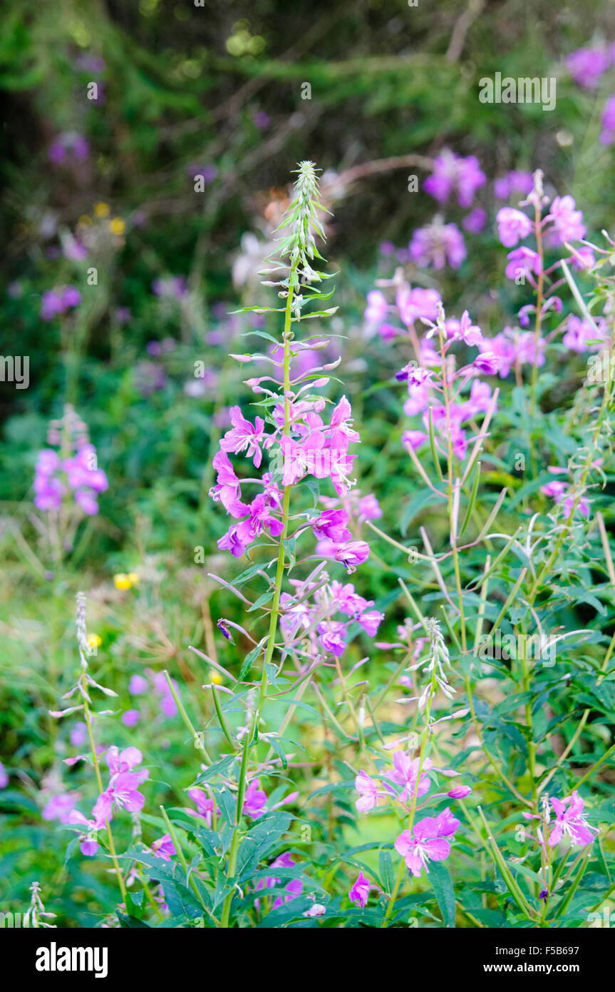 Pink Alpine wildflower, Photographed in Austria, Tyrol Stock Photo - Alamy
