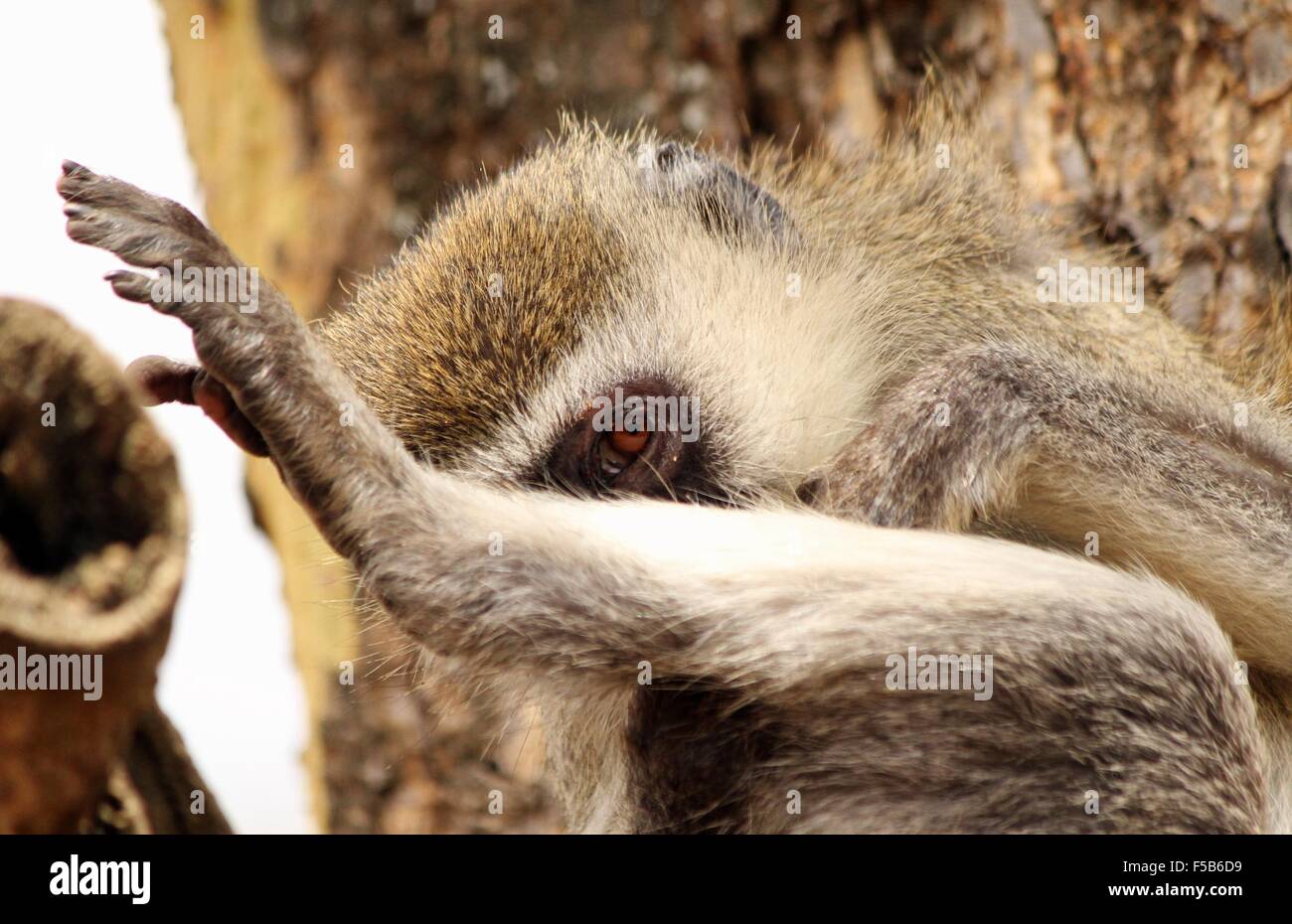 Black faced Vervet monkey (Chlorocebus aethiops) with expressive eyes ...