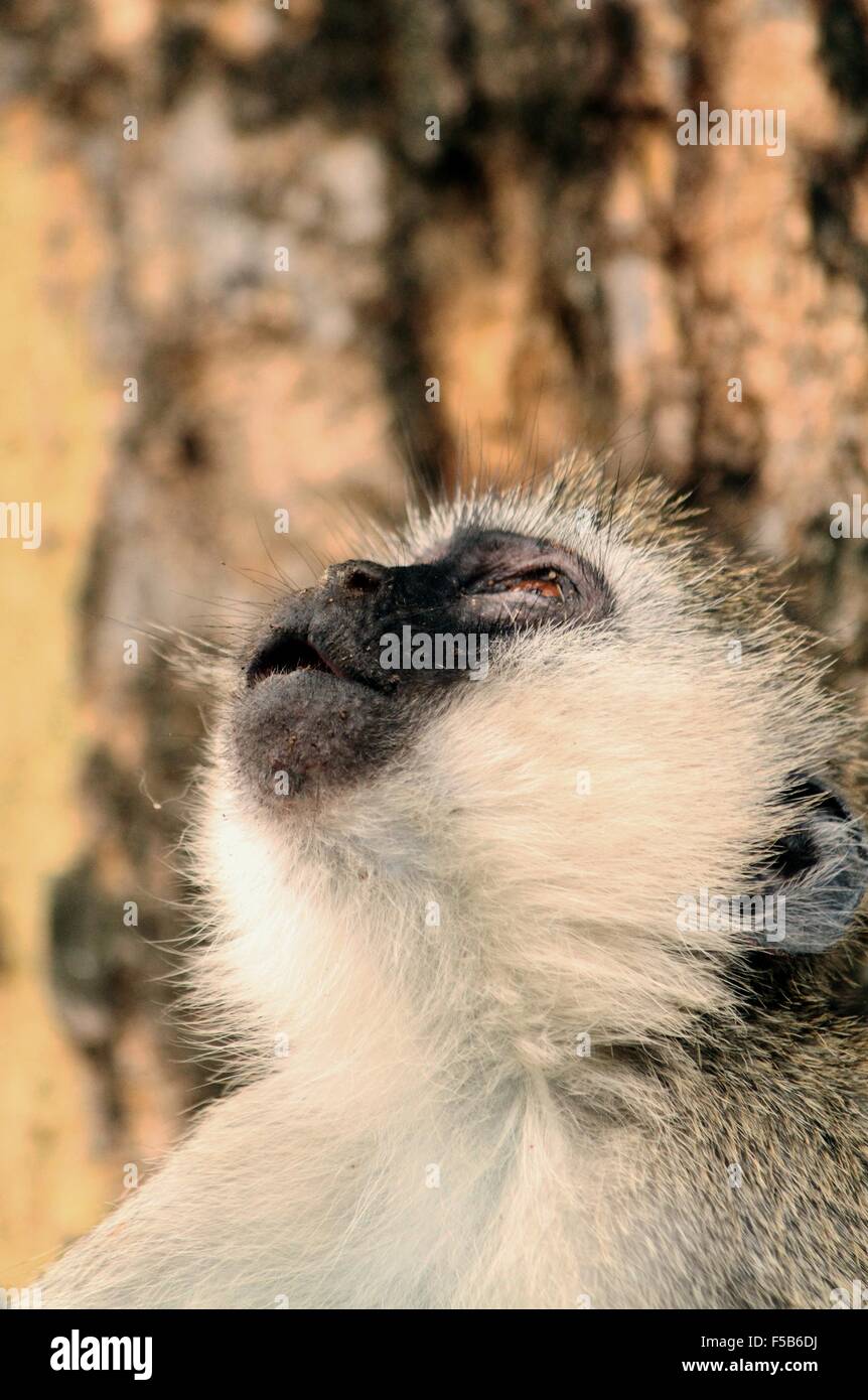 Black faced Vervet monkey (Chlorocebus aethiops) looking up the tree ...