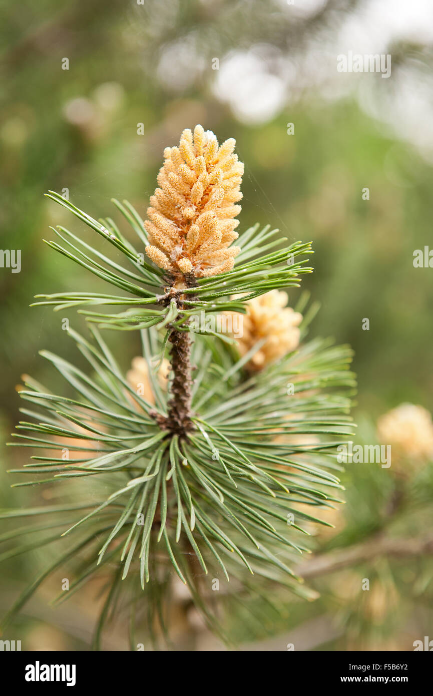 Pinus Mugo pine blooming macro in May, small evergreen shrub called ...