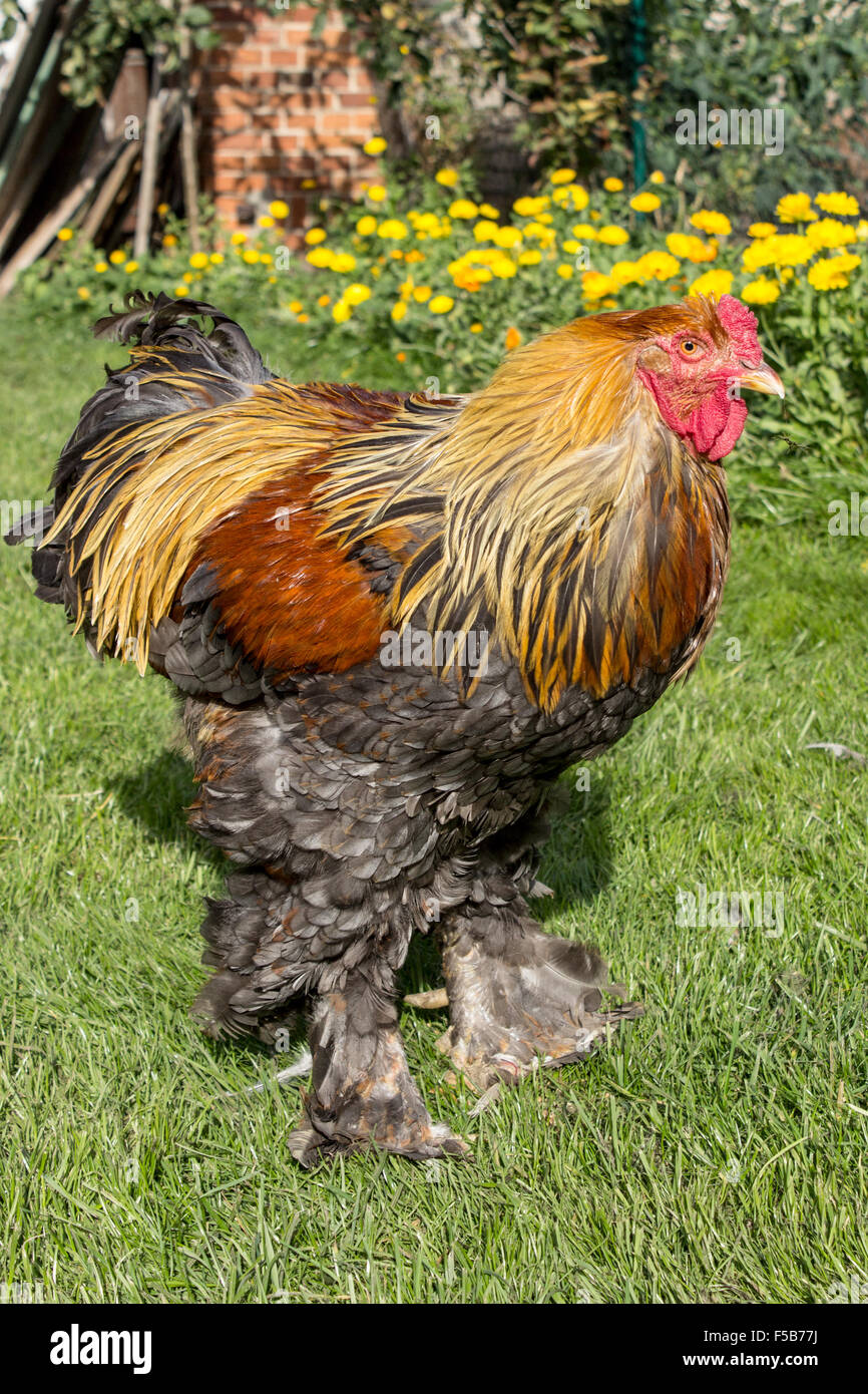 Brahma Rooster in the meadow Stock Photo - Alamy