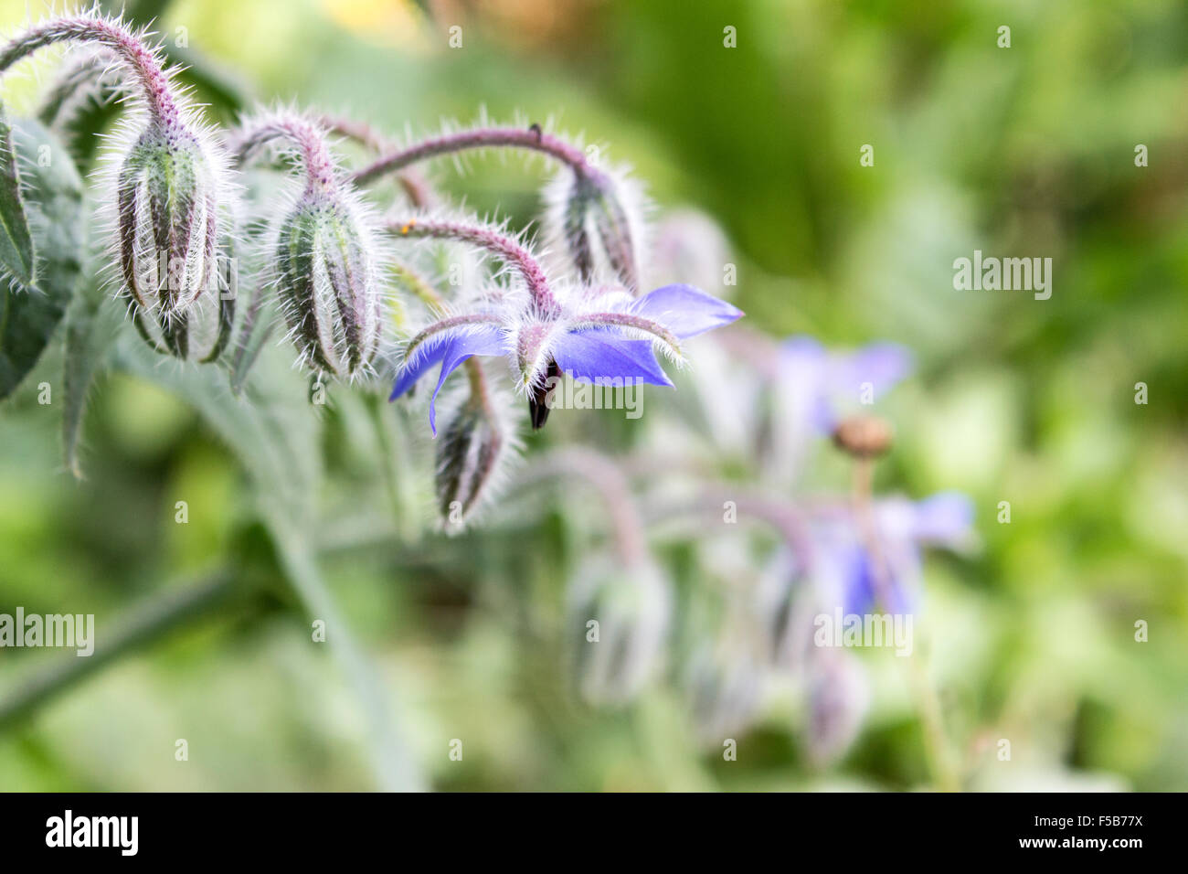 blue flowers of borage Stock Photo - Alamy