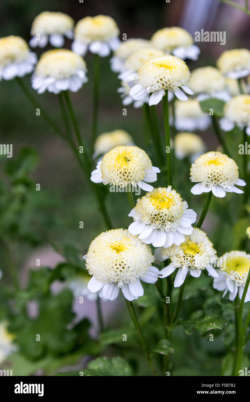 white flowers of feverfew Stock Photo - Alamy