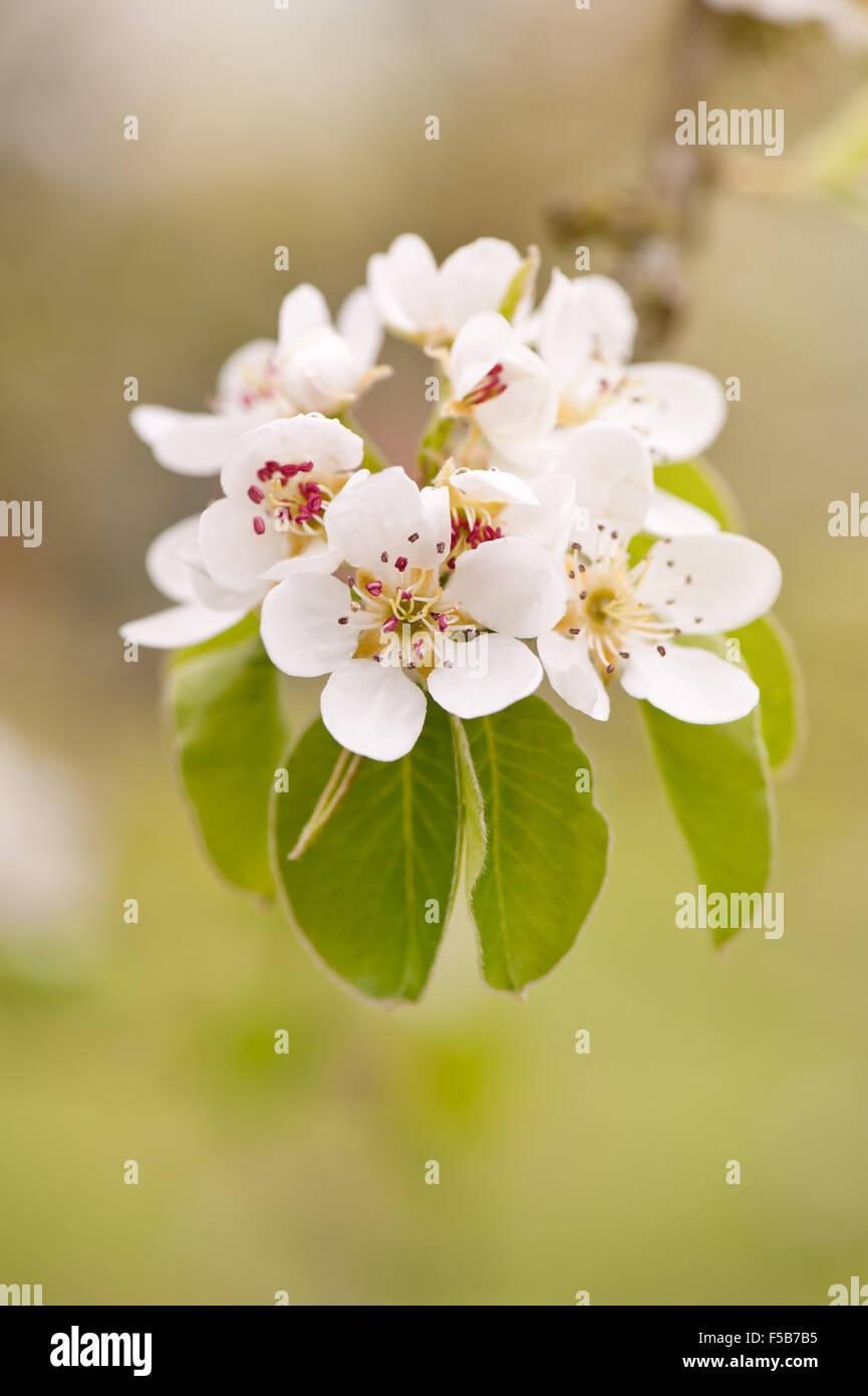 White pear inflorescence detail, blossoms twig macro, Pyrus tree ...