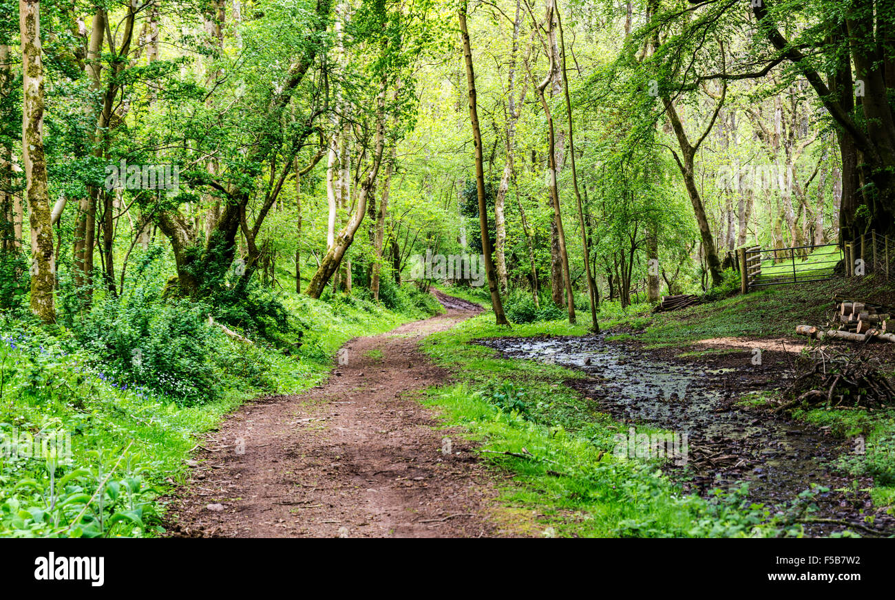 Watery Lane - Quantock Hills, Somerset Stock Photo - Alamy