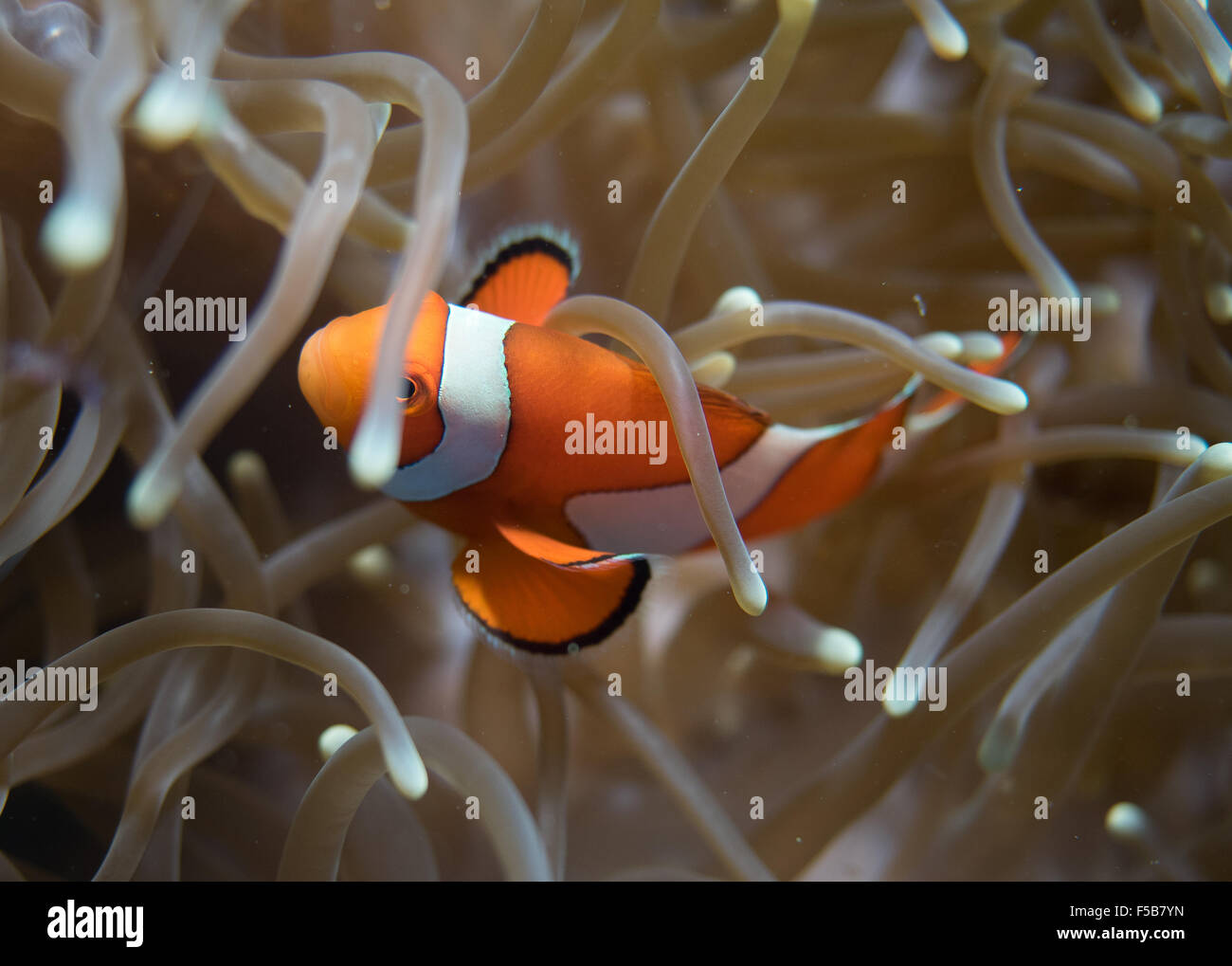 Clownfish in their anenome Stock Photo - Alamy