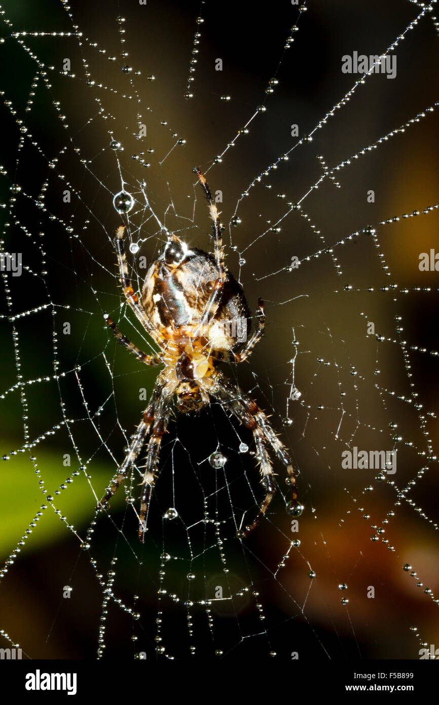 1st November 2015. UK weather. A garden spider or cross spider (Araneus ...