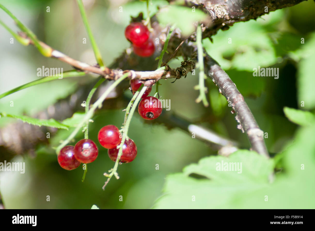 Red rose angiosperm angiosperms hi-res stock photography and images - Alamy