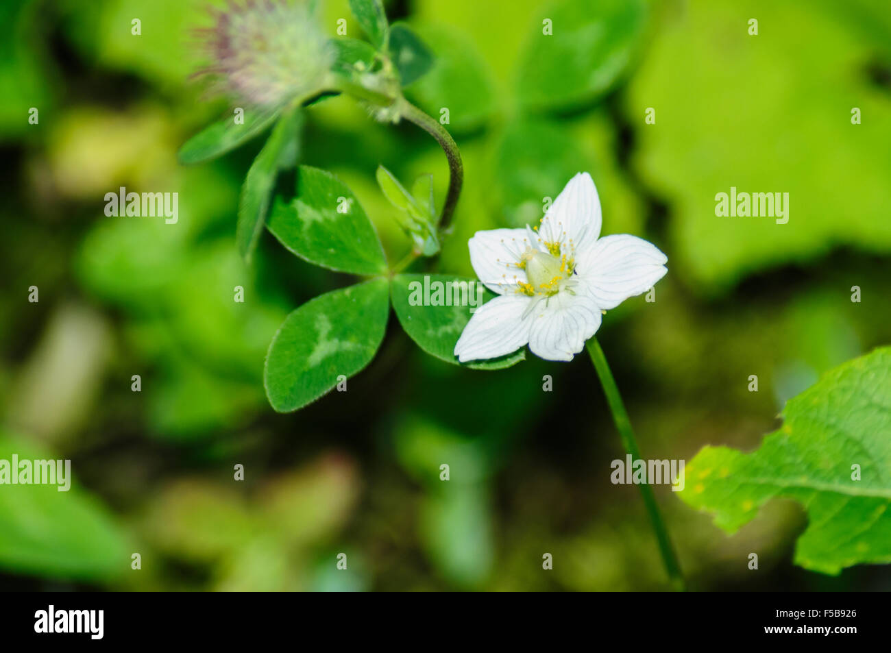 White Parnassus (Parnassia palustris) (AKA marsh grass of Parnassus ...
