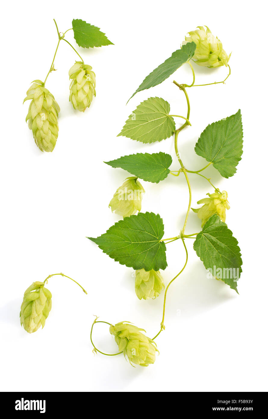 hop cones isolated on white background Stock Photo - Alamy