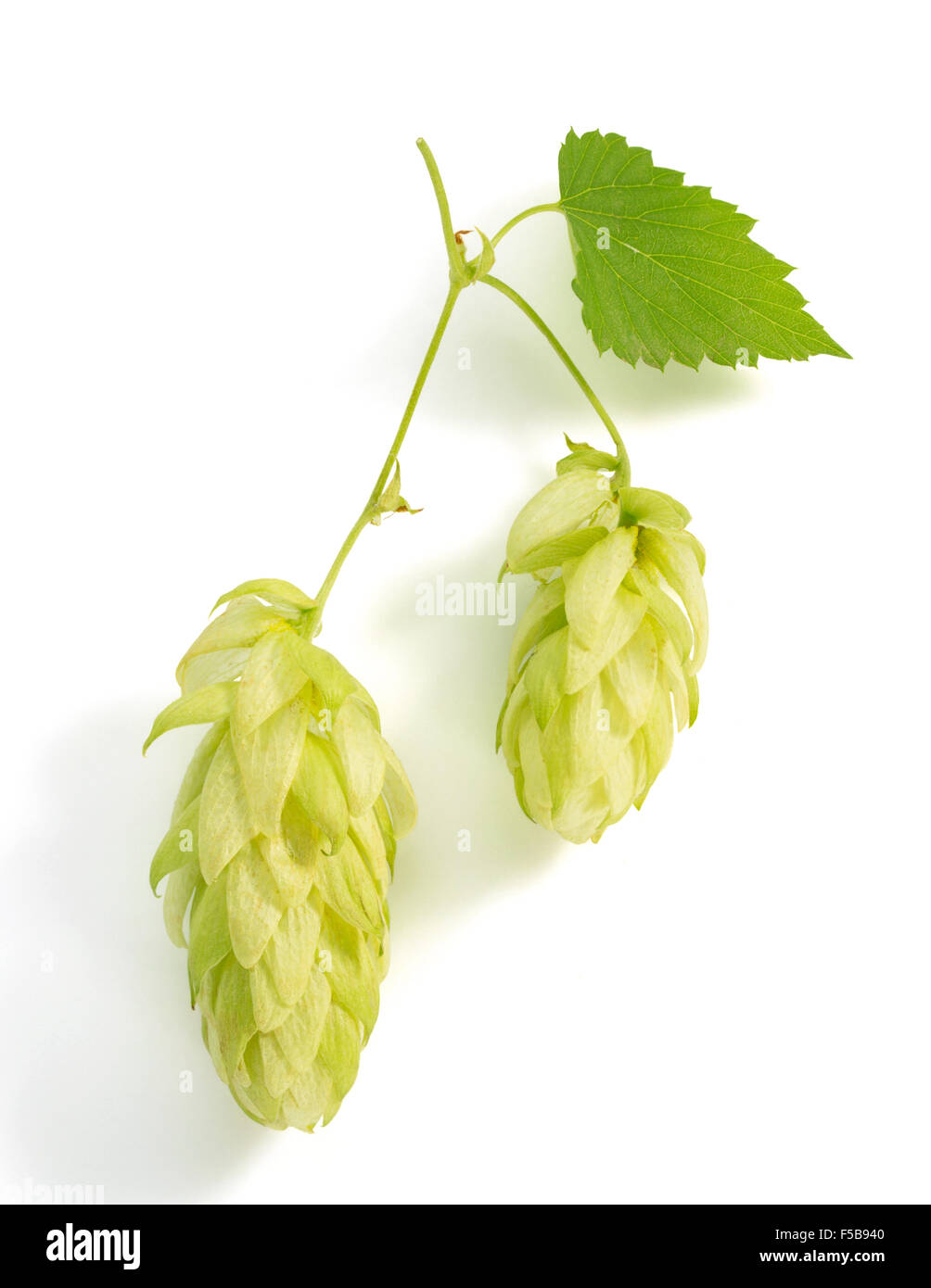 hop cones isolated on white background Stock Photo - Alamy