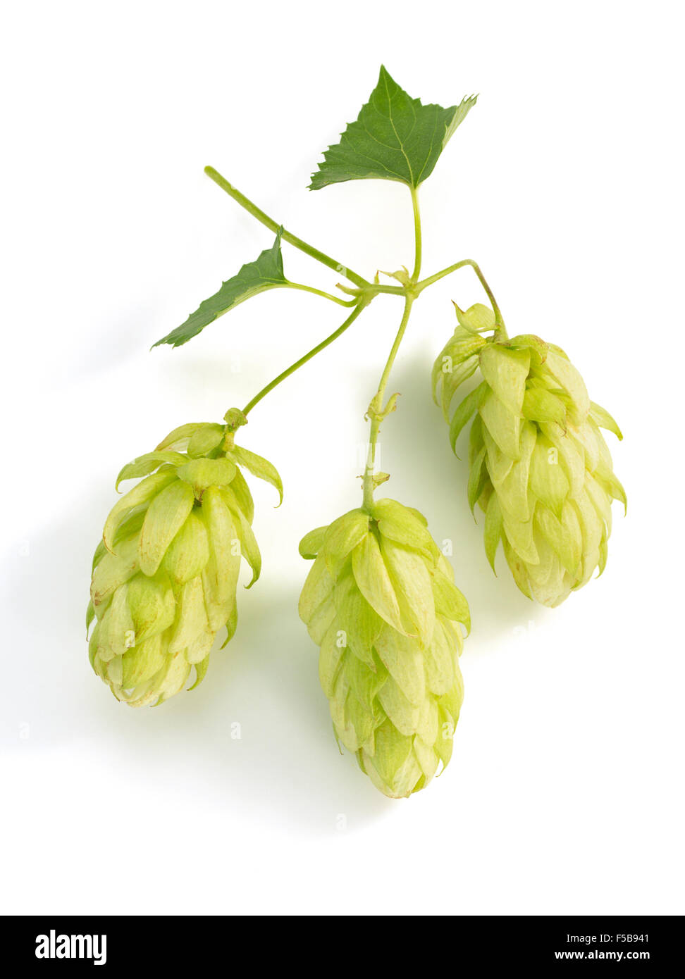 hop cones isolated on white background Stock Photo - Alamy
