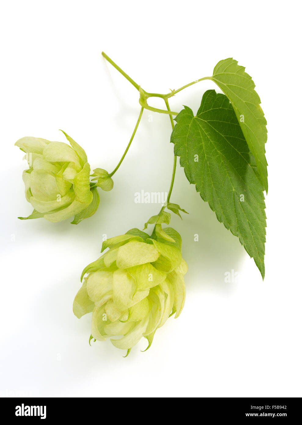 hop cones isolated on white background Stock Photo - Alamy
