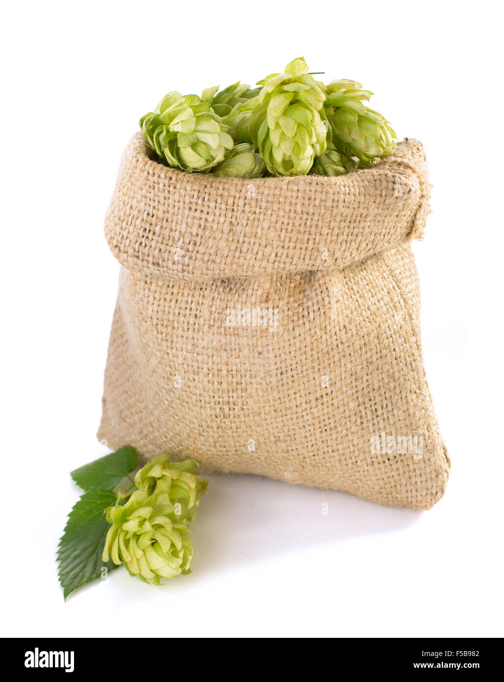 hop cones isolated on white background Stock Photo - Alamy
