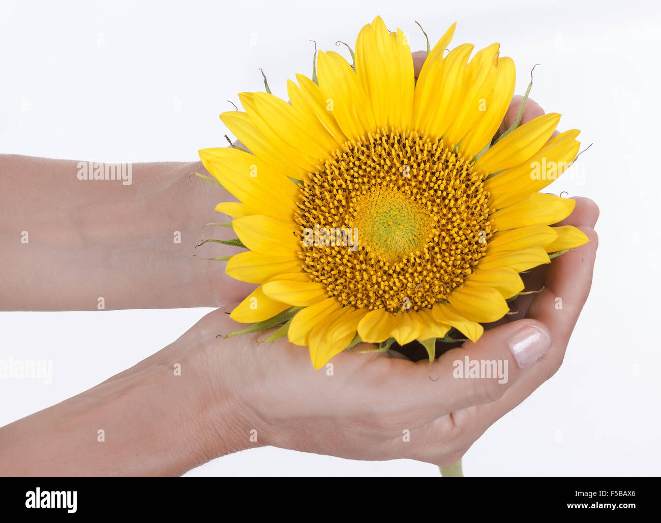 sunflower in the hands of a woman Stock Photo - Alamy