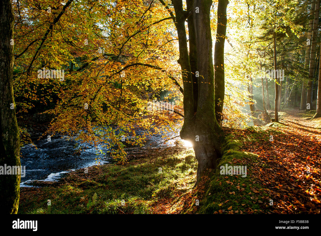 Autumnal forest landscape at Trawscoed Wales Stock Photo - Alamy