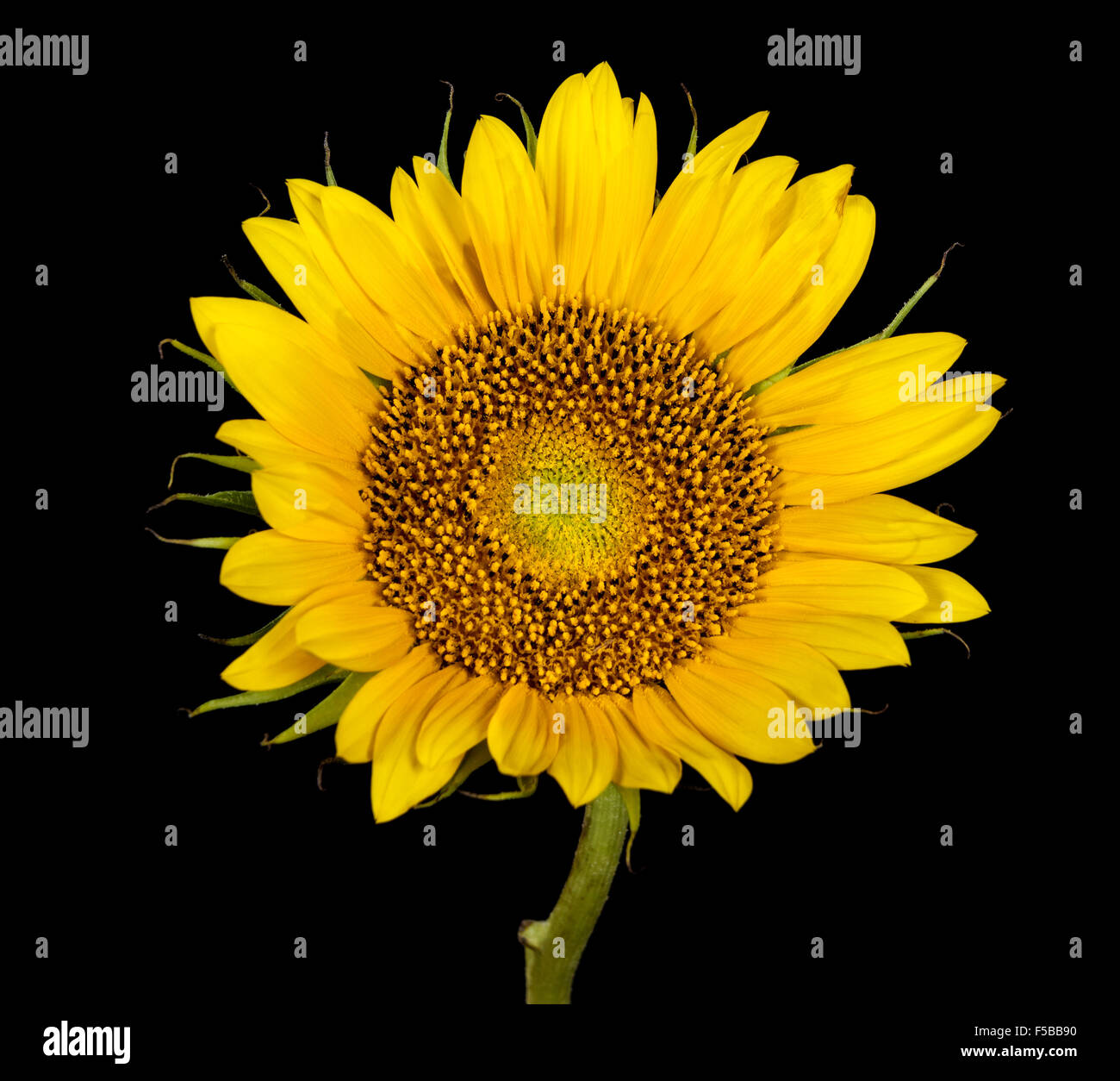 sunflower on black background Stock Photo - Alamy
