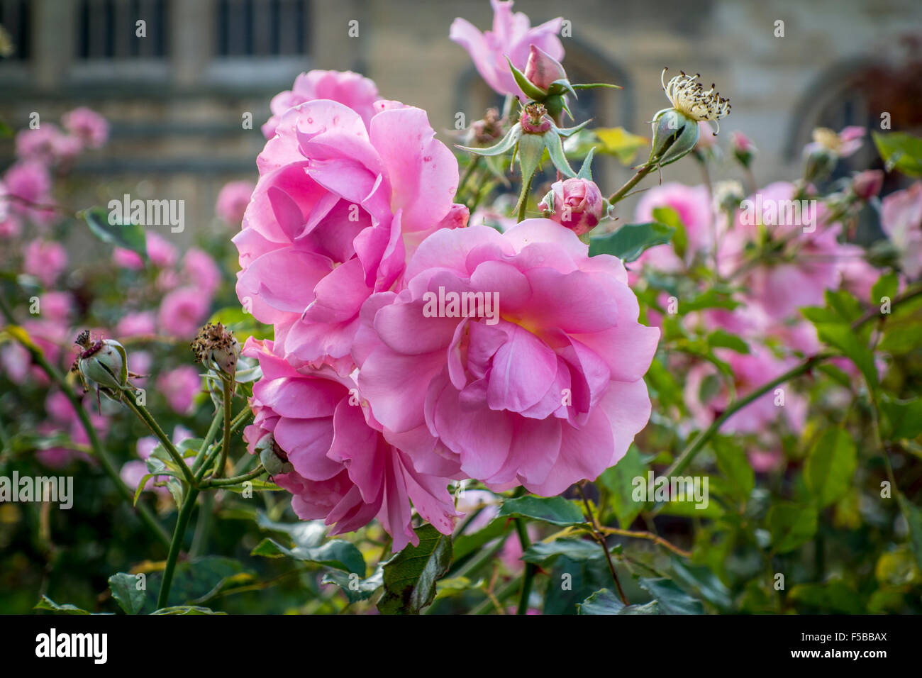 Appleby Rose Garden, Bury St Edmunds Stock Photo - Alamy