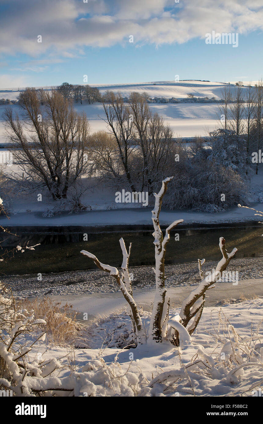 Dead Tree Scotland High Resolution Stock Photography and Images - Alamy