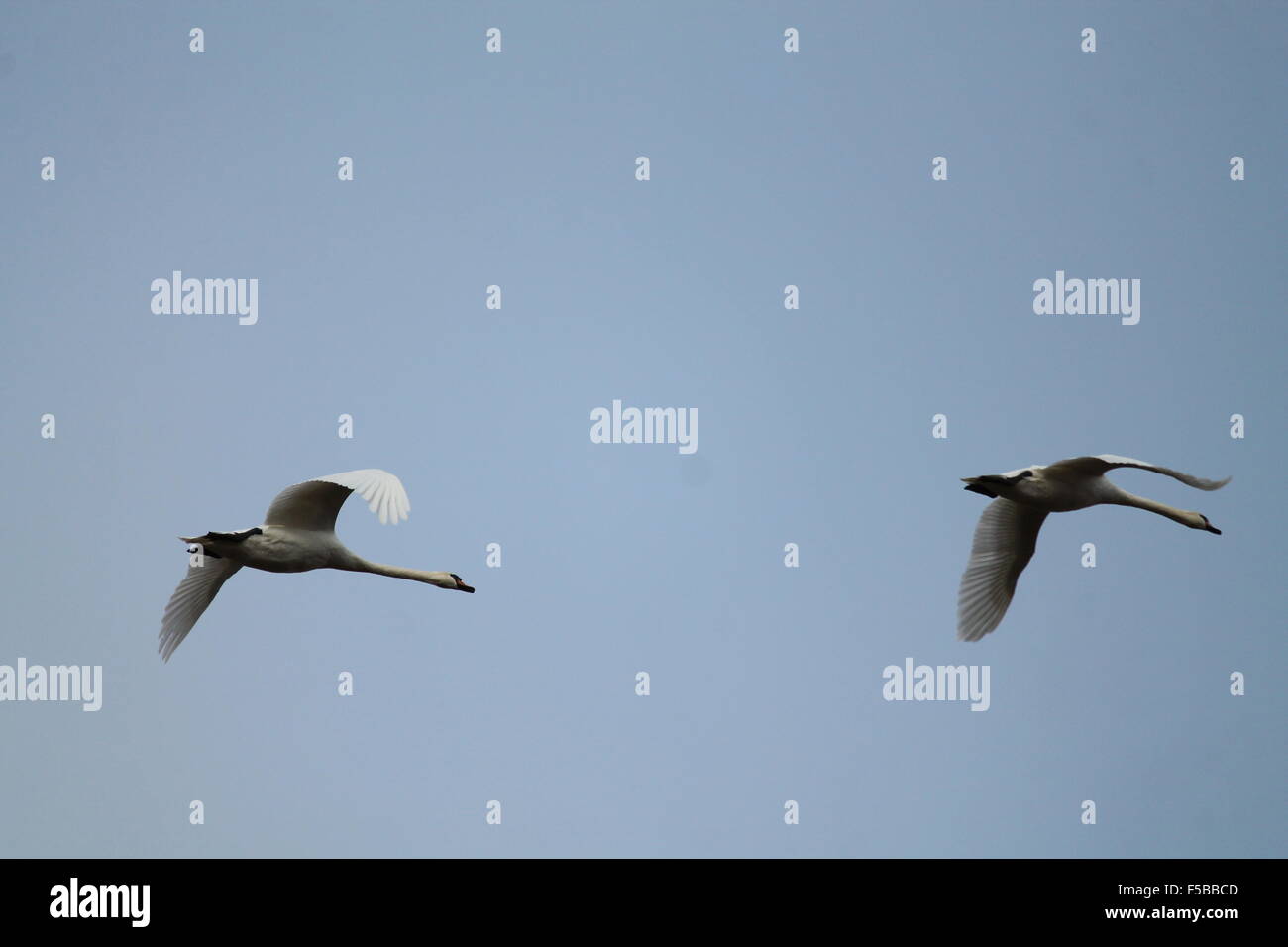 pair of white wild swan soar in deep blue autumn sky Stock Photo - Alamy