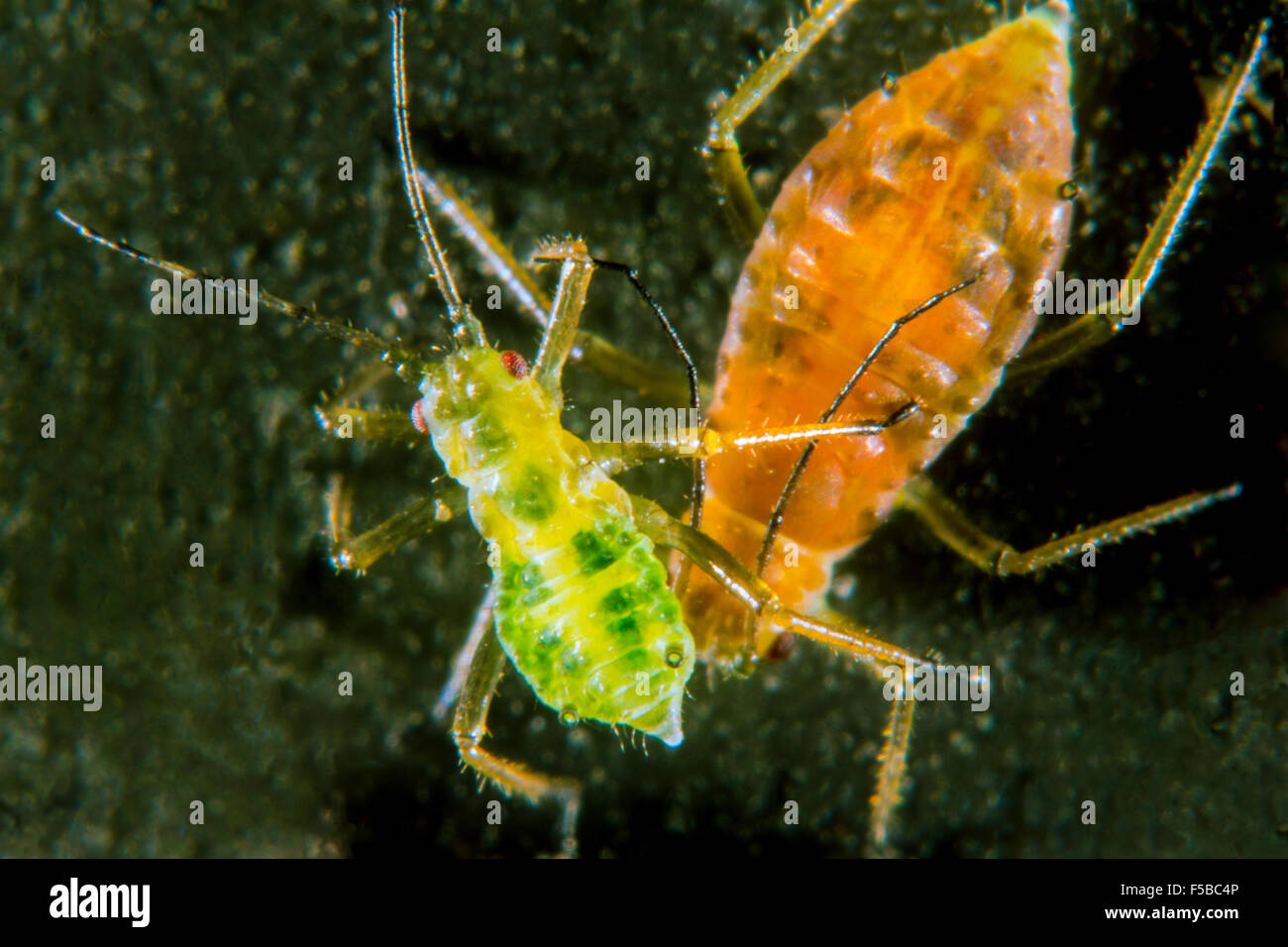 Vermite hi-res stock photography and images - Alamy