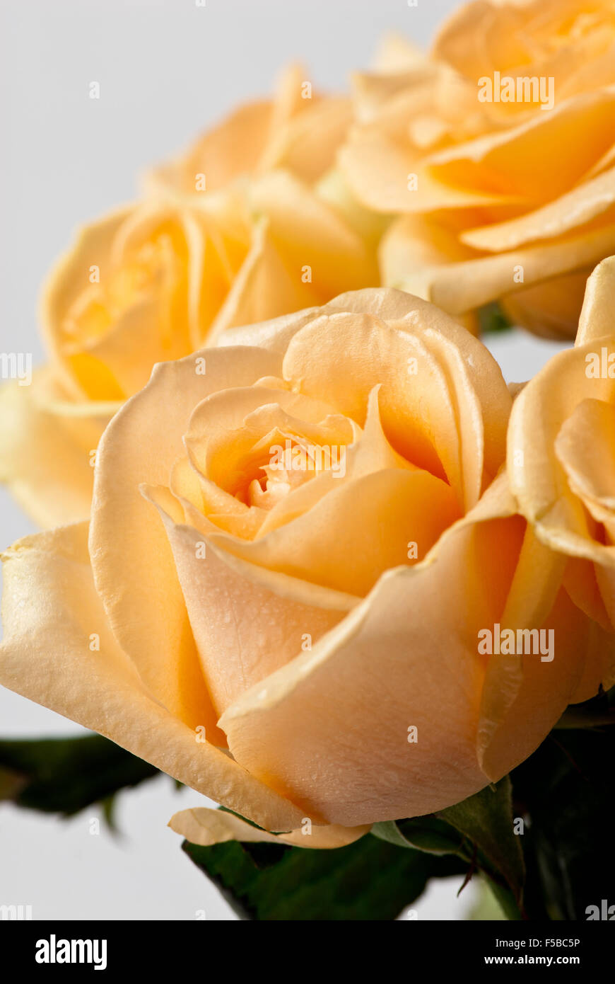 Image of peach rose hi-res stock photography and images - Alamy