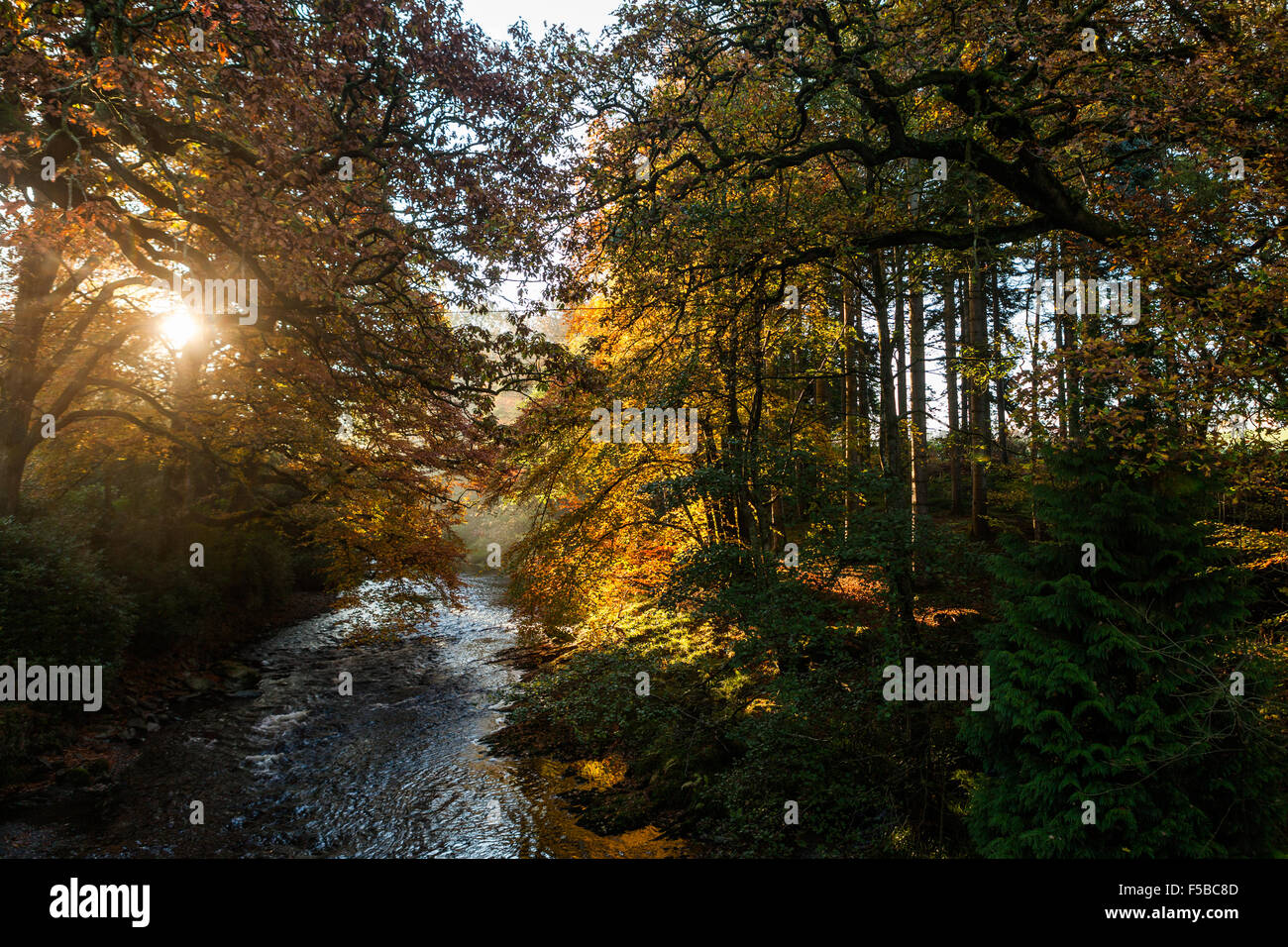 Autumnal forest landscape at Trawscoed Wales Stock Photo - Alamy