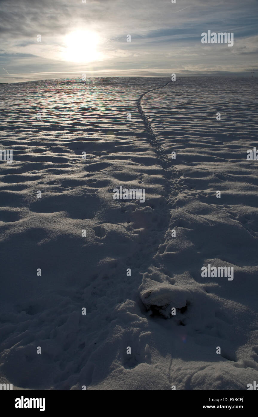 Hare tracks in snow Stock Photo - Alamy