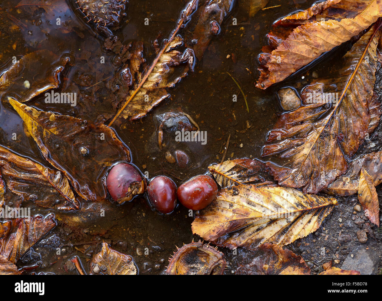 Tree conkers hi-res stock photography and images - Alamy